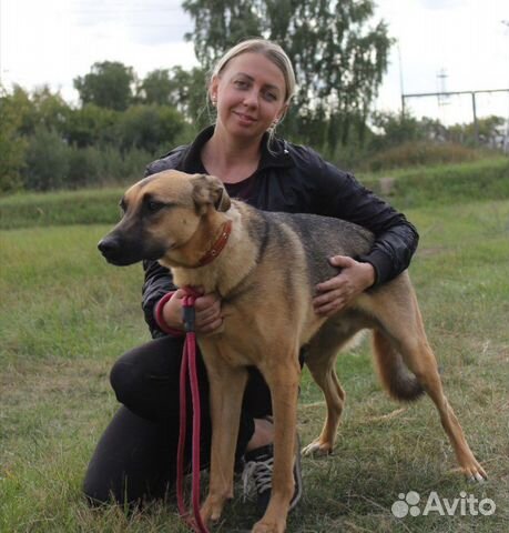 Бельгийская овчарка