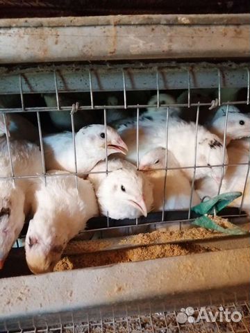 Перепелки несушки