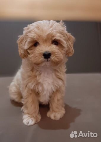 Мальтипу ф1