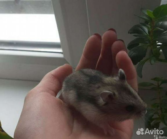 Джунгарский хомяк