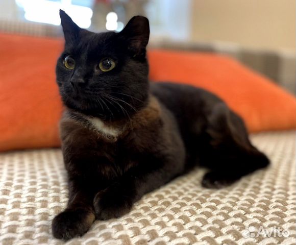 Стерилизованная Чери 10 месяцев, ищет дом