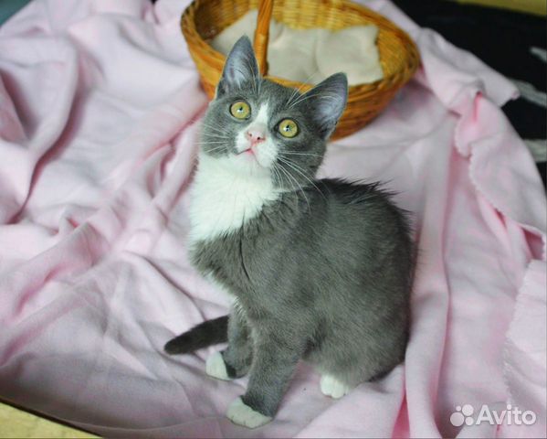 Котенок -3 мес