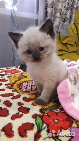 Котик тайской породы