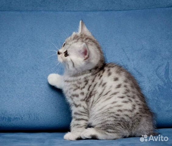 Британские котята окрас вискас