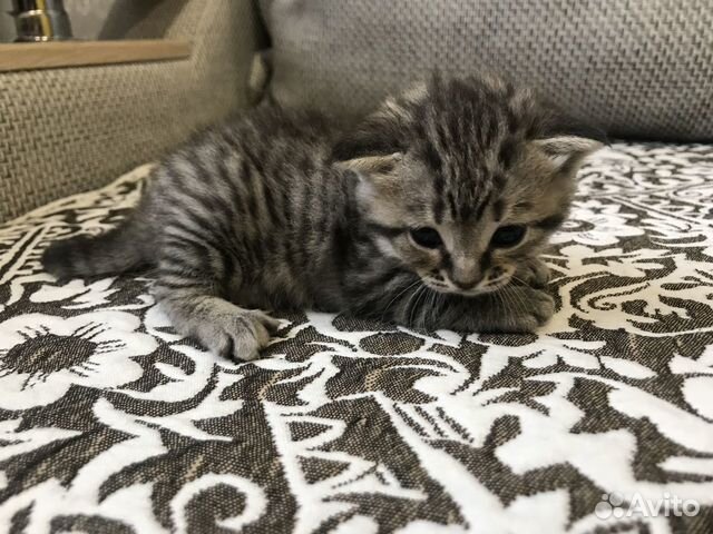 Девочка-припевочка котёнок