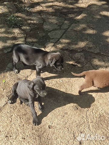 Щенки курцхаара