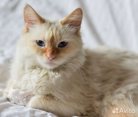 Котёнок подросток