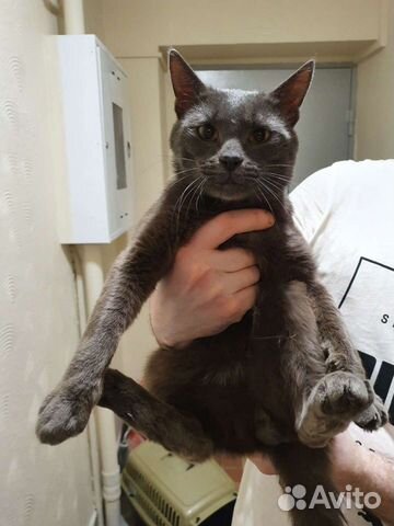 Филипп Маунбаттан больше не нужен своей королеве