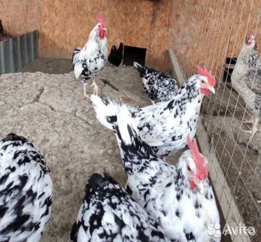 Инкубационное яйцо Легорн долматинец