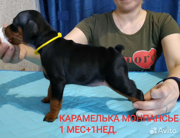 Щенки цвергпинчера