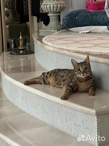 Кошка саванна ф5