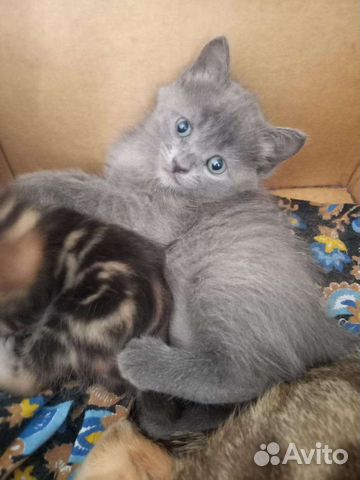 Котенок дымчатый бесплатно