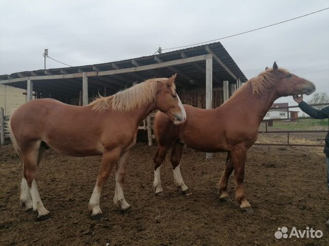 Жеребчики годовички тяжеловозы