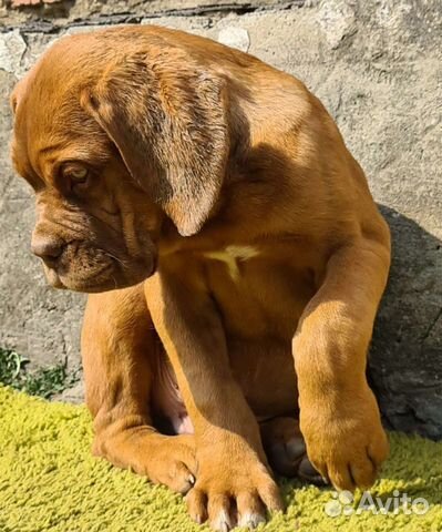 Бордоский дог щенки