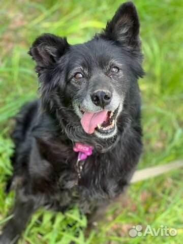 Пожилая Буся очень грустит в приюте