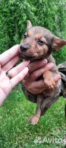 Щенок в добрые руки