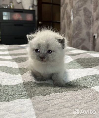 Сиамские котята