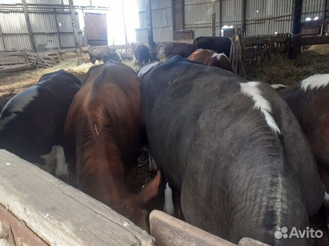 Продажа быков