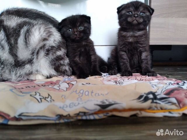 Плюшевые котики с редким шоколадным окрасом