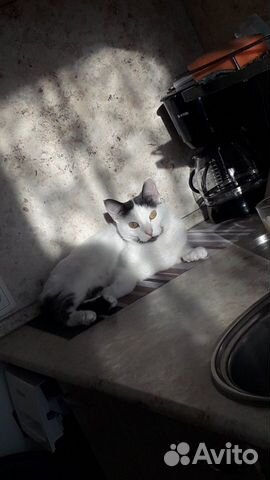 Кошечка на вязку