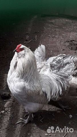 Петухи и его семья