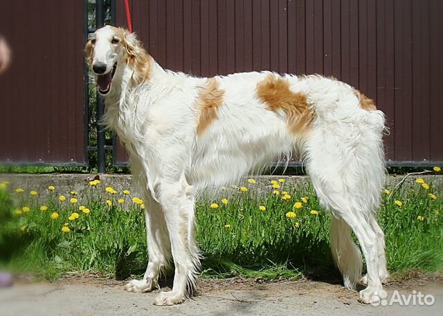 Русская псовая борзая