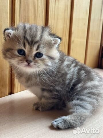 Котята британские шиншиллы