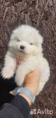 Самоедская лайка