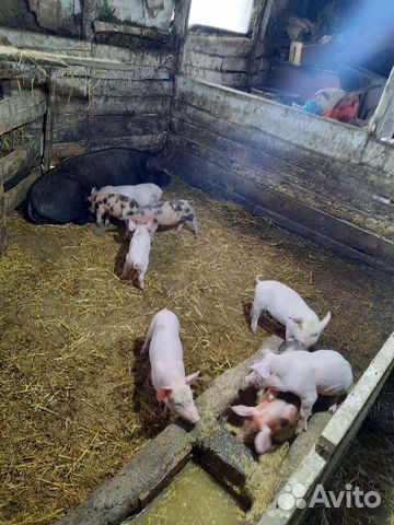 Поросята дюрок + петрин