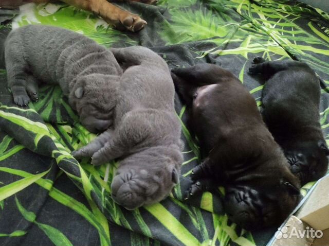 Щенульки шарпея плюшики