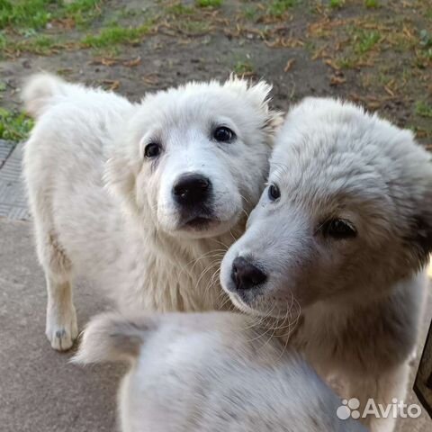 Щенки алабая бесплатно