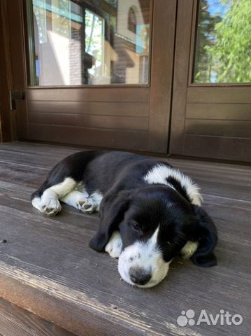 Русский спаниель папа, мама корги