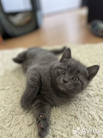 Британские котята