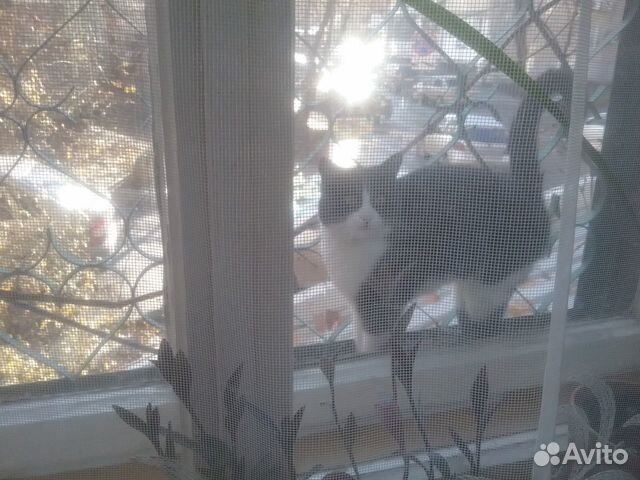 Кошка по имени Муся