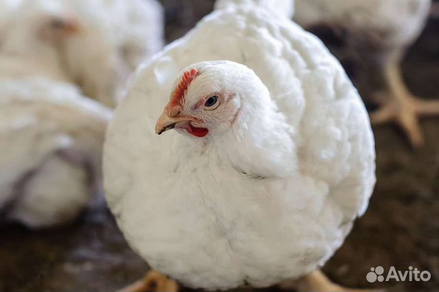 Цыплята суточные росс 308 венгрия
