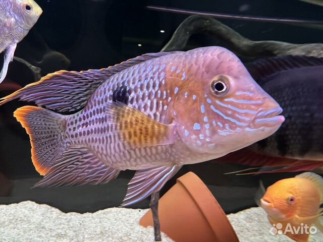 Акара бирюзовая