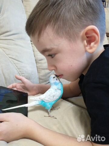 Волнистый попугай с клеткой