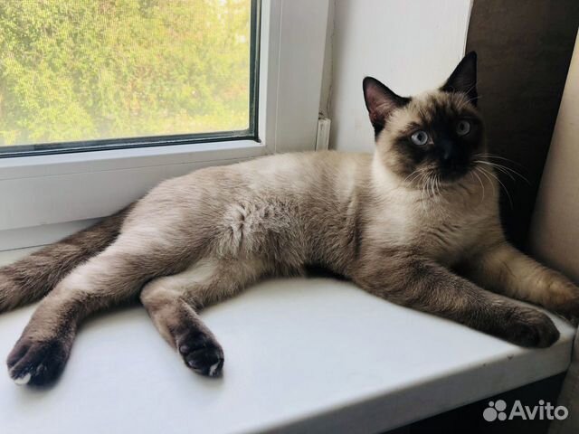 Тайский кот