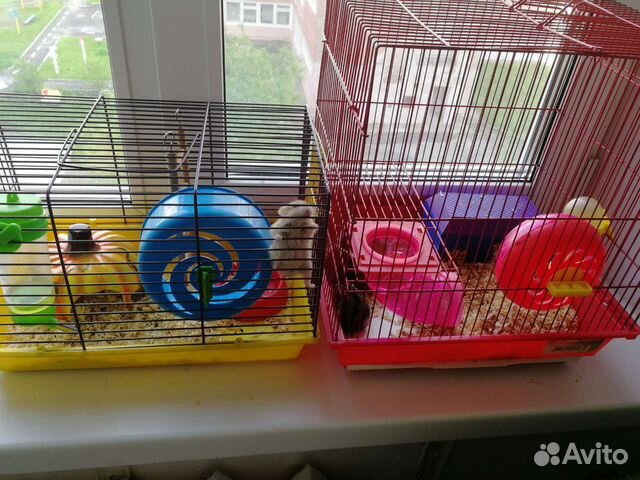 Джунгарский хомяк