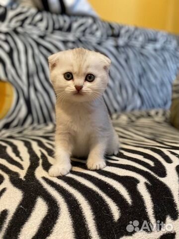 Шотландский вислоухий котенок