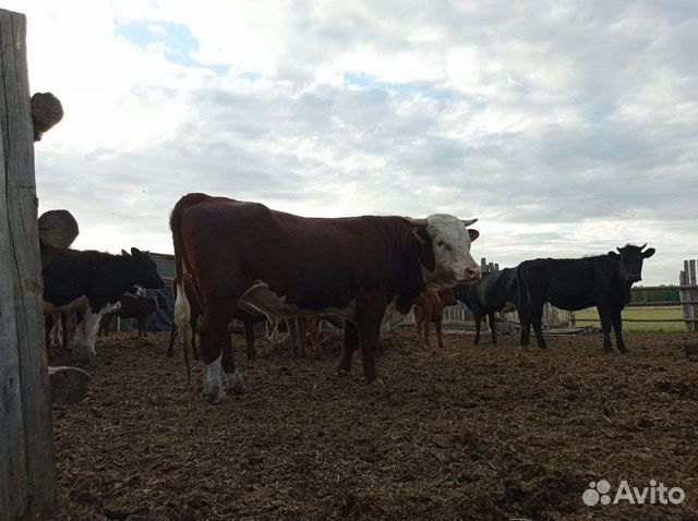 Быки на племя