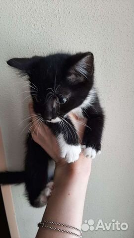 Котёнок мальчик. очень одинок
