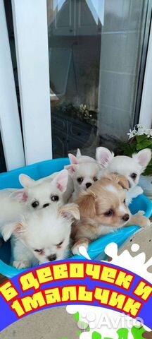 Продажа щенков чихуахуа