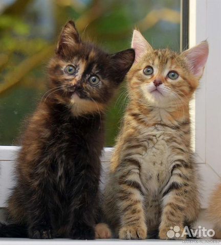 Котята в добрые руки