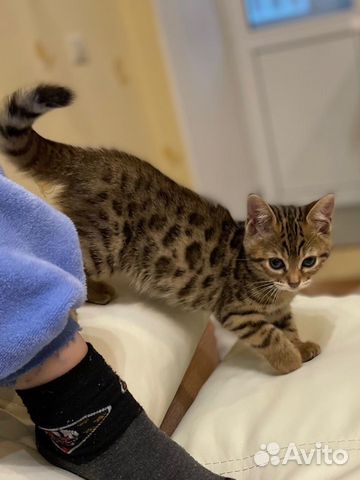 Бенгальские котята