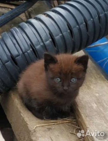 Отдам котёнка в хорошие руки