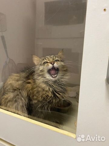 Домашняя сиротинка ищет дом или передержку