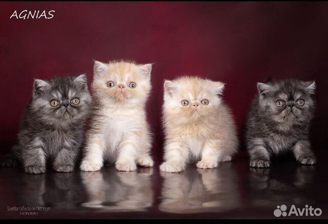 Котята экзоты