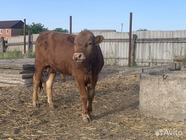 Бычок Лимузин