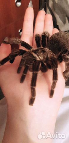 Паук птицыед